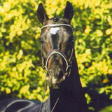 Paul Schockemöhle - Suomi